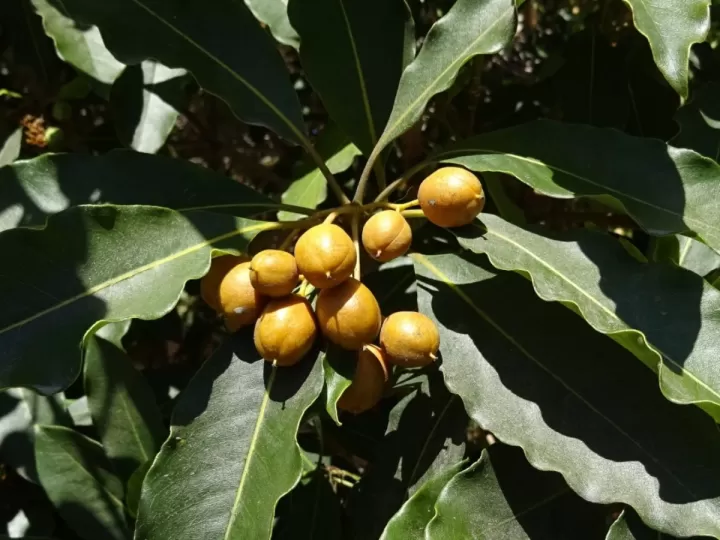 Descubre los impresionantes paisajes de Schinus terebinthifolius en tus ...